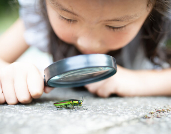 Bug Hunting In The Garden | Activities | Kidspot