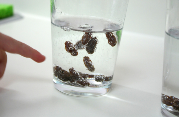 Raisins - Experiments - Fun For Kids