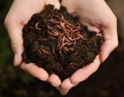 Build Your Own Worm Farm - Activities For Kids