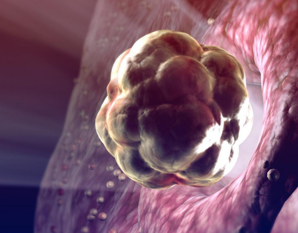 Ovulation phase of the menstrual cycle | Pregnancy | Kidspot