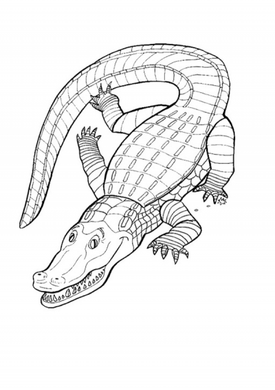 Crocodile colouring page | Activities | Kidspot