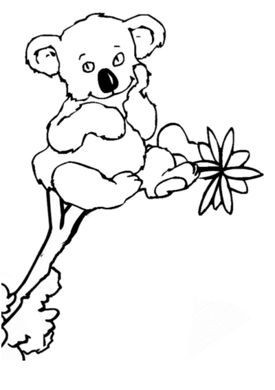 Koala colouring page | Activities | Kidspot
