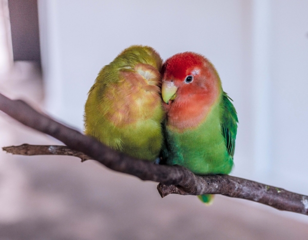 What to know about owning a bird | Family Time | Kidspot