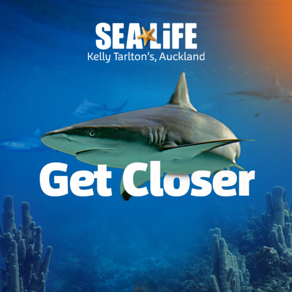 SEA LIFE Kelly Tarlton's Aquarium | Auckland Family Activities | Kidspot